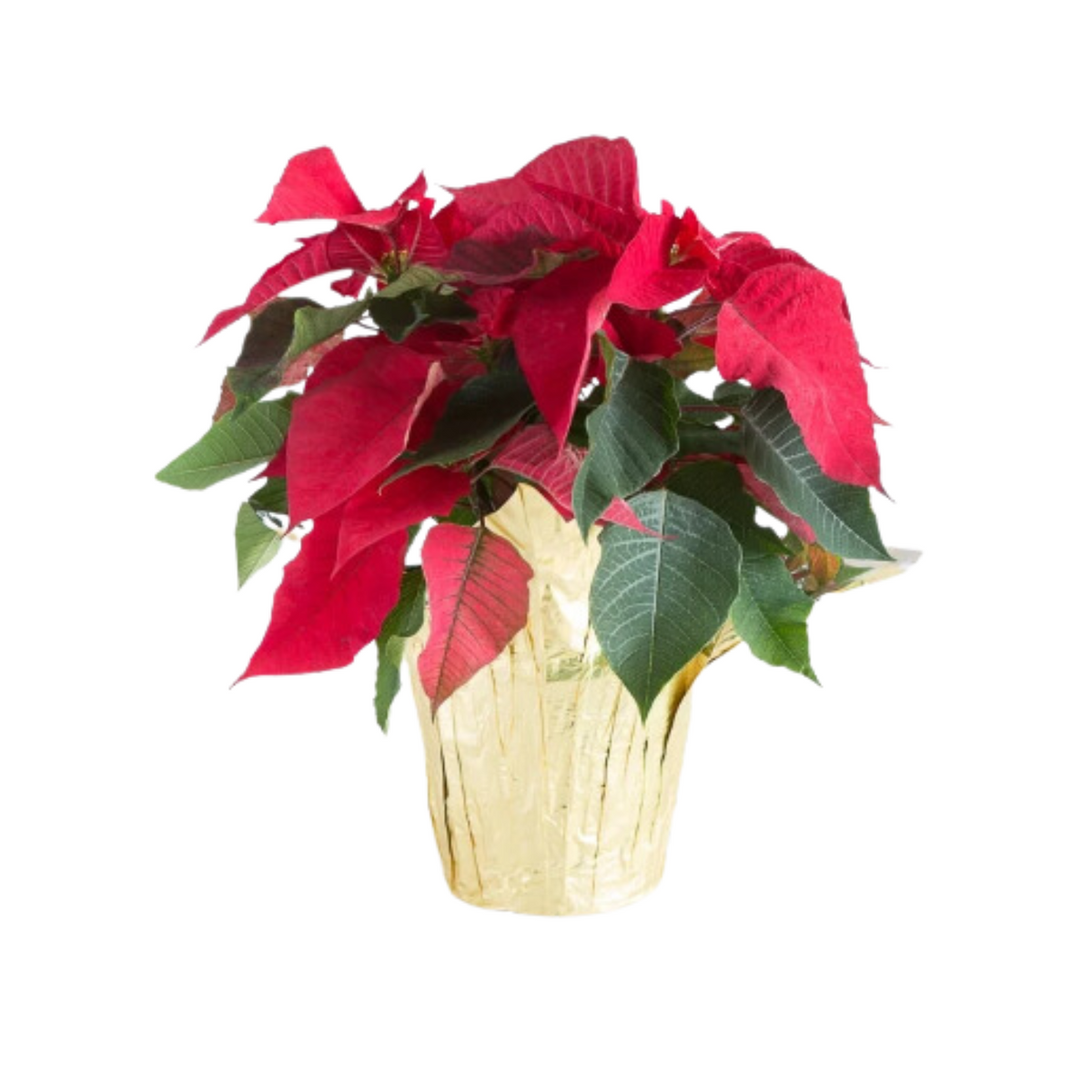 Beautiful Holiday Poinsettias - Red & White Available – Olson's Flowers ...